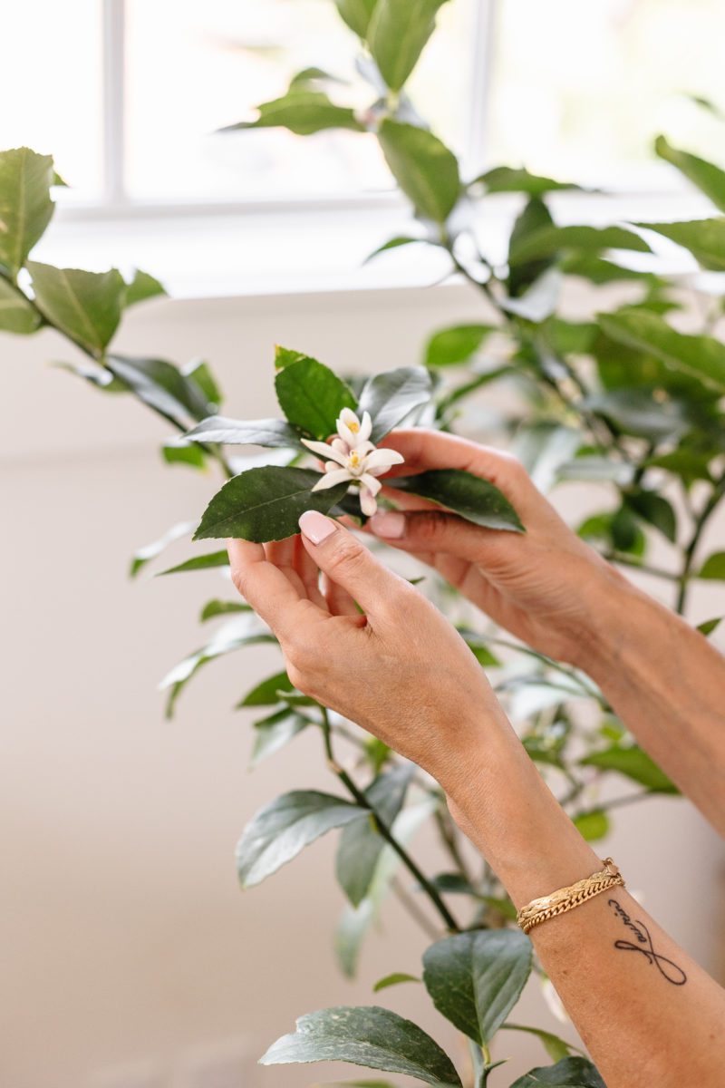 How to Grow a Lemon Tree Indoors - Fraiche Living