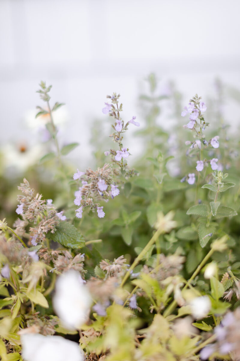 How to Plant a French Herb Garden - Fraiche Living
