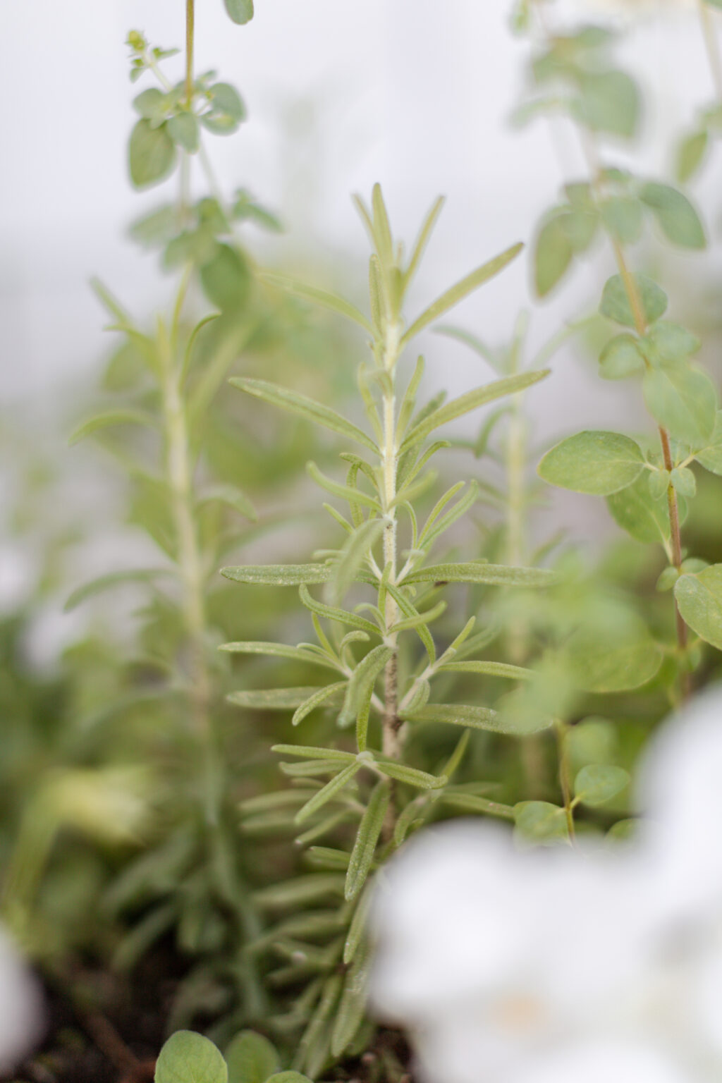 How to Plant a French Herb Garden - Fraiche Living