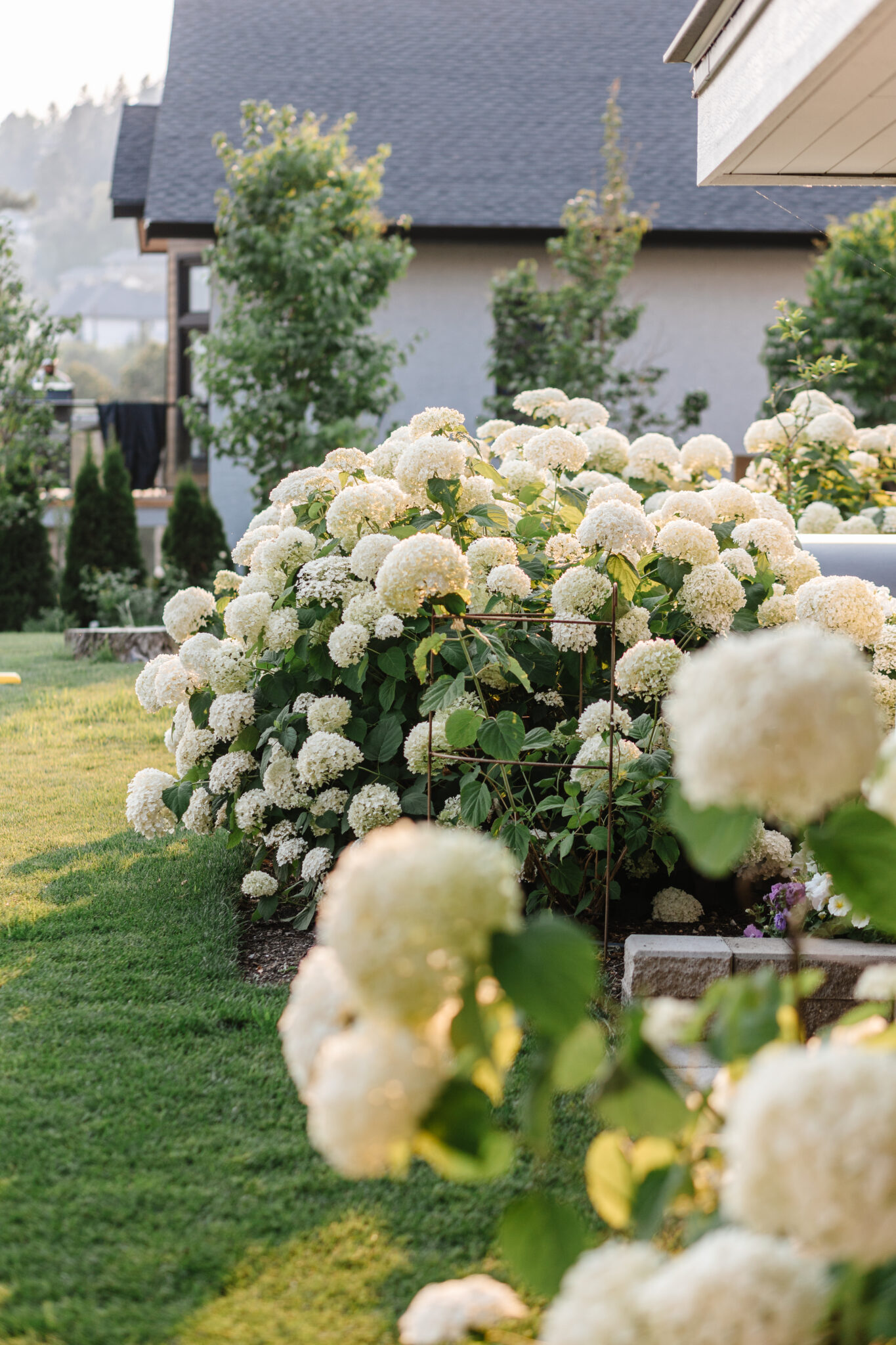 How to Grow Hydrangeas - Fraiche Living