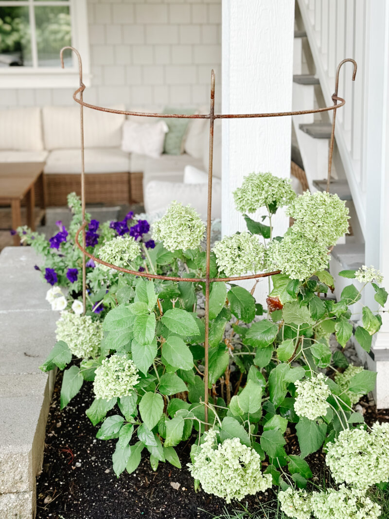 How to Grow Hydrangeas - Fraiche Living