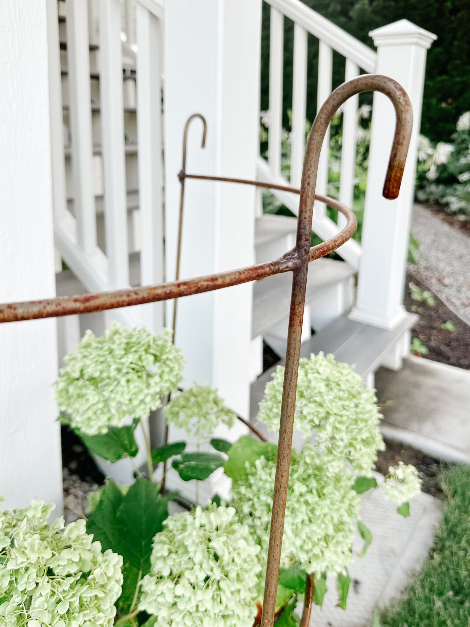 How to Grow Hydrangeas - Fraiche Living