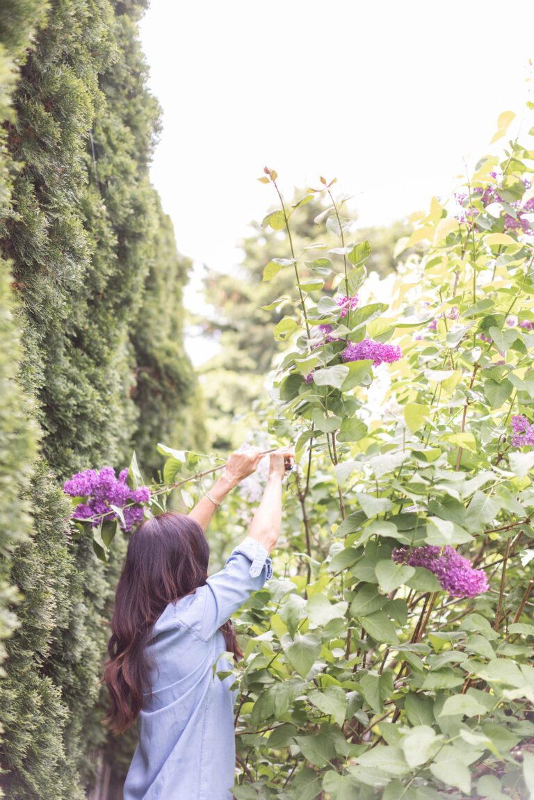 How to Grow French Garden Lilacs - Fraiche Living