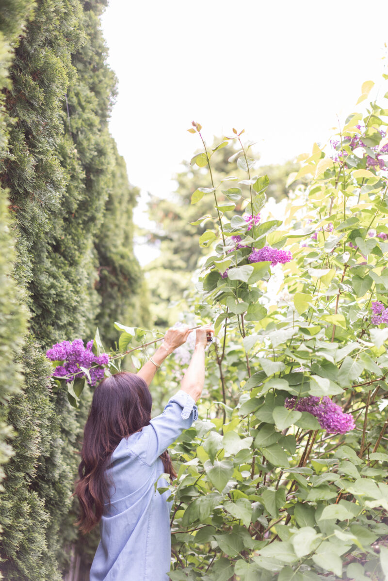 How to Grow French Garden Lilacs - Fraiche Living