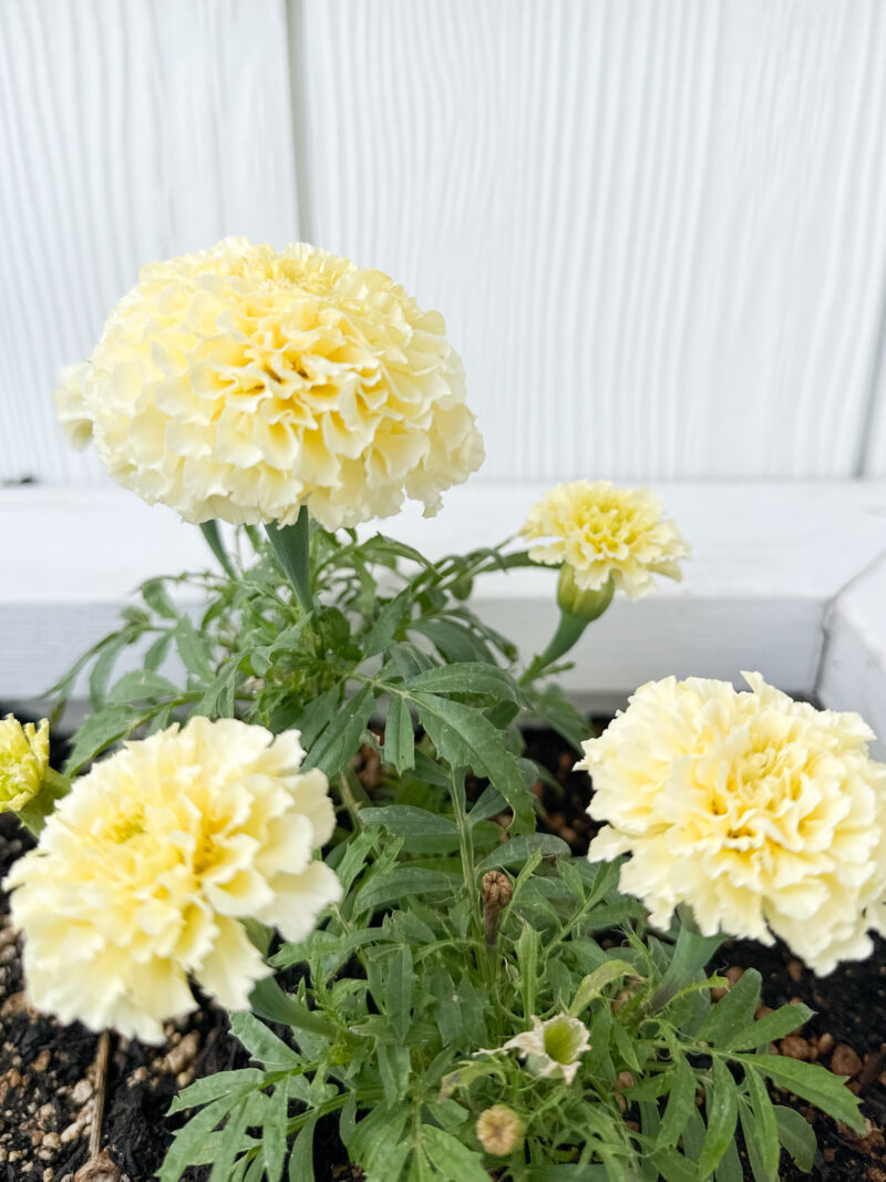 How to Grow and Use Edible Flowers - Fraiche Living